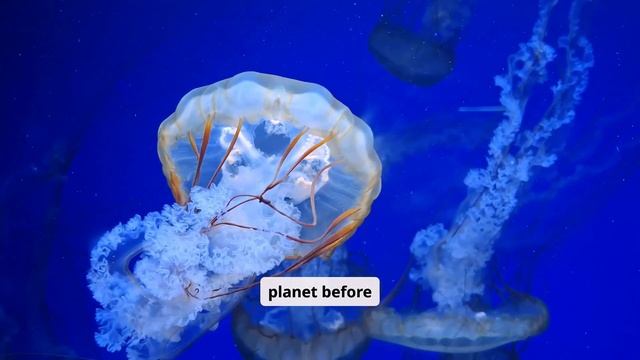 Amazing Jellyfish