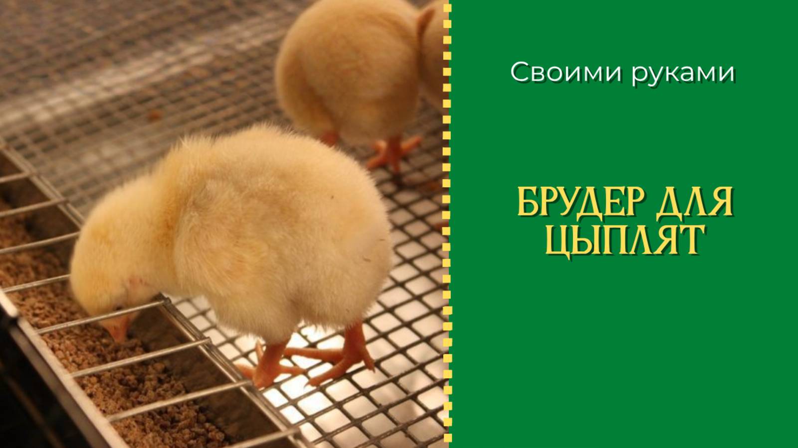 Брудер для цыплят/перепелят усовершенствовал