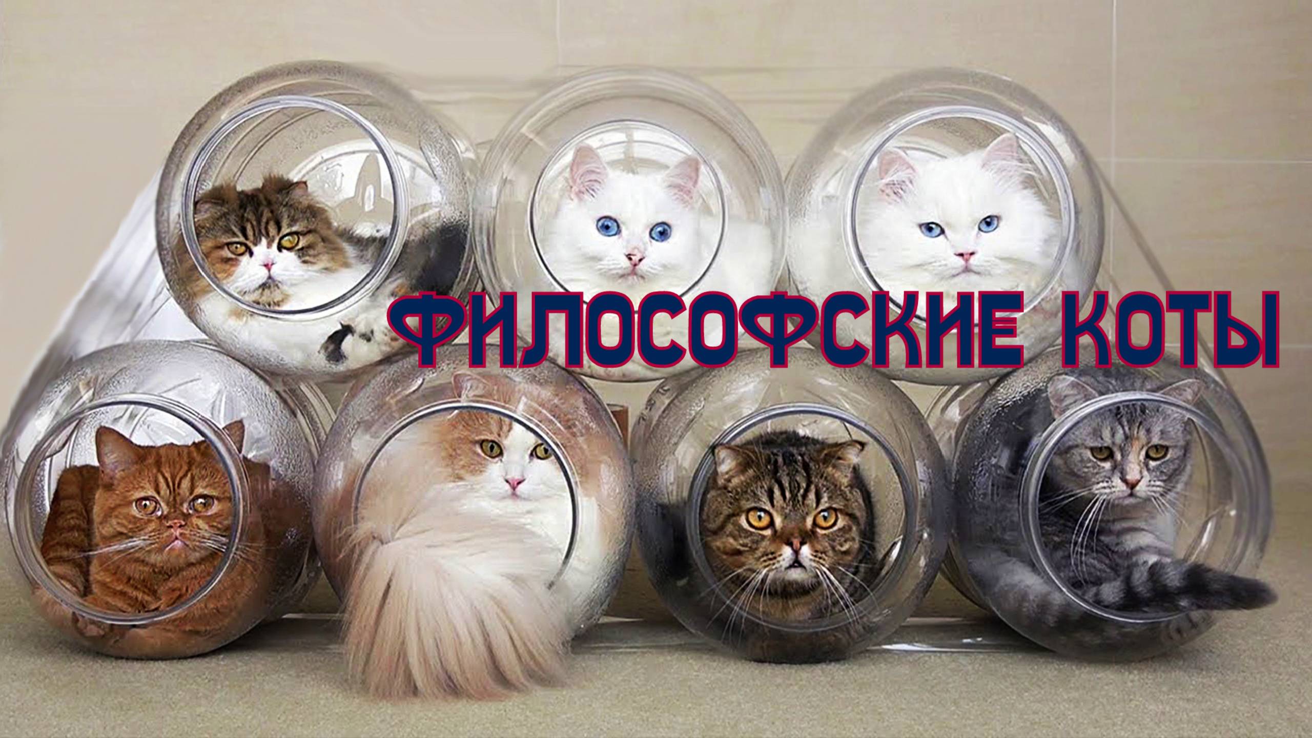 Философские коты