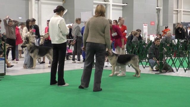 Класс щенков. Элита Урала Ярость