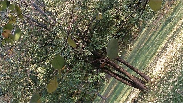 цветы Осени, РОЗЫ- симметрии красоты- жизнь ПЧЕЛЫ -дорога цветов осень