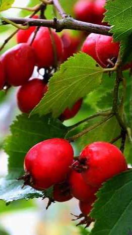 Травы и специи при простуде