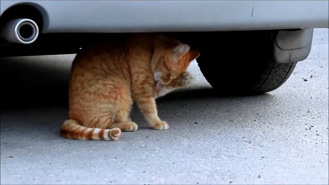 Как умывается рыжий кот