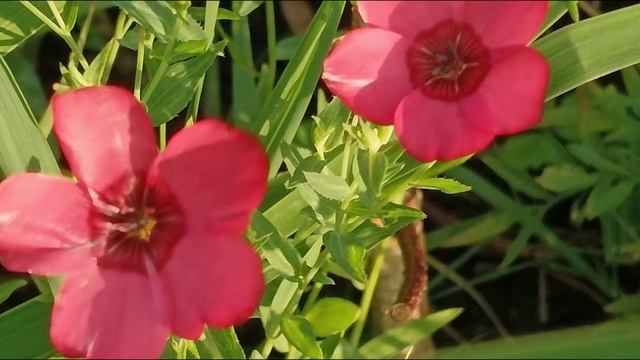 цветы Осени, РОЗЫ- симметрии красоты- жизнь ПЧЕЛЫ -дорога цветов цветы