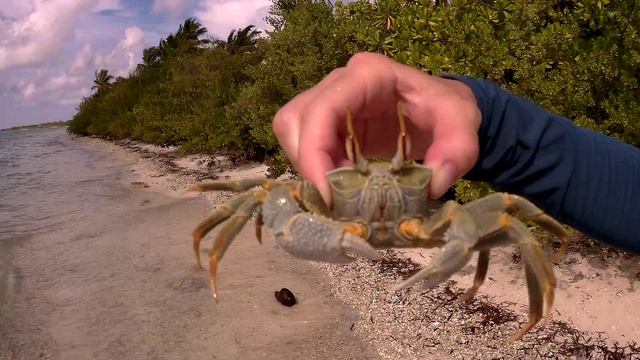Краб-привидение в руке  @ Canareef Resort Maldives, 2022