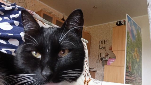 Чужое сердце
автор - Олег Бондаренко