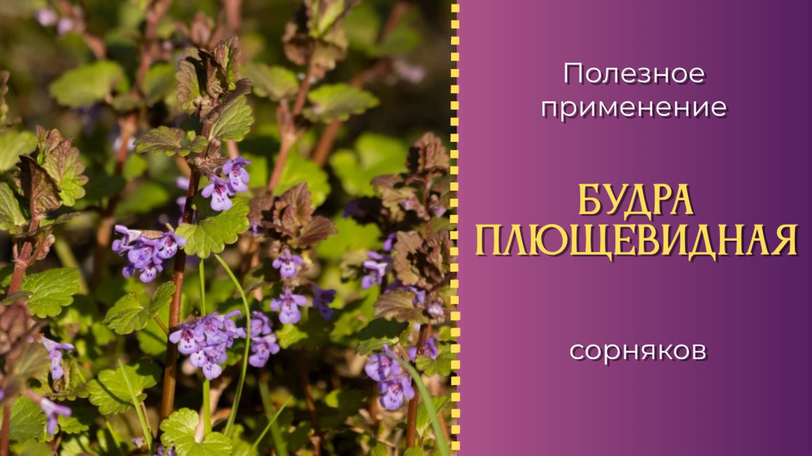 Полезное применение сорняков Будра плющевидная