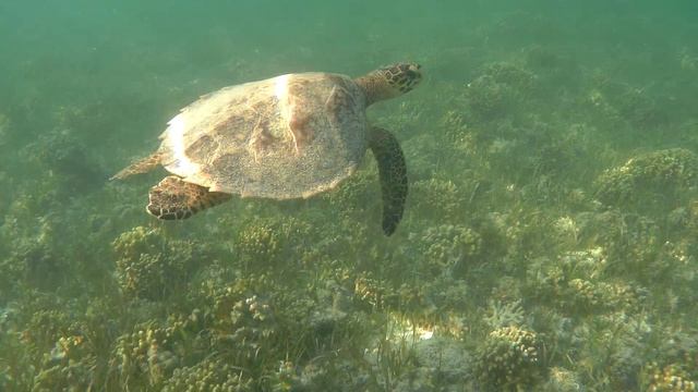 Морская Черепаха - 1  @ Canareef Resort Maldives, 2022