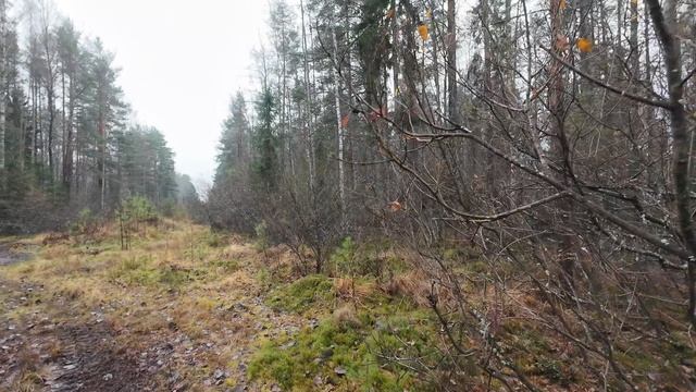 Лес 2025 11 02.mp4