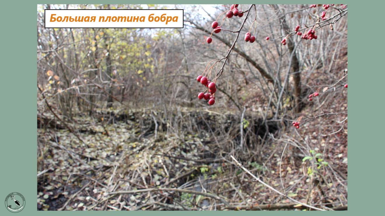 Большая плотина бобра снова в работе - заводь наполнилась водой. Входы в норы снова спрятаны