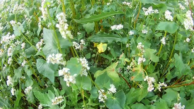 Обхожу первый участок посевов гречихи за пасекой