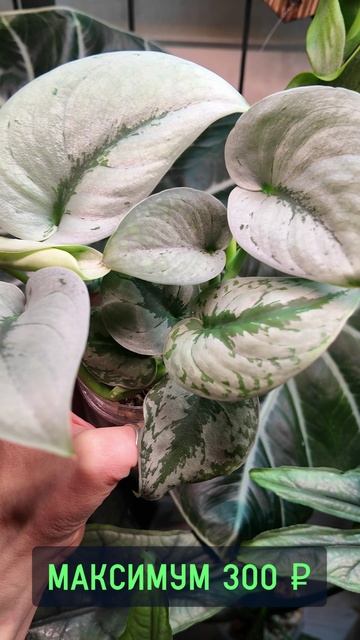 ЯРКАЯ лампа и #сциндапсус ЭКЗОТИКА превращается... #комнатныерастения #plants #растения