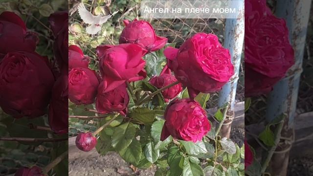 Ангел на плече моем