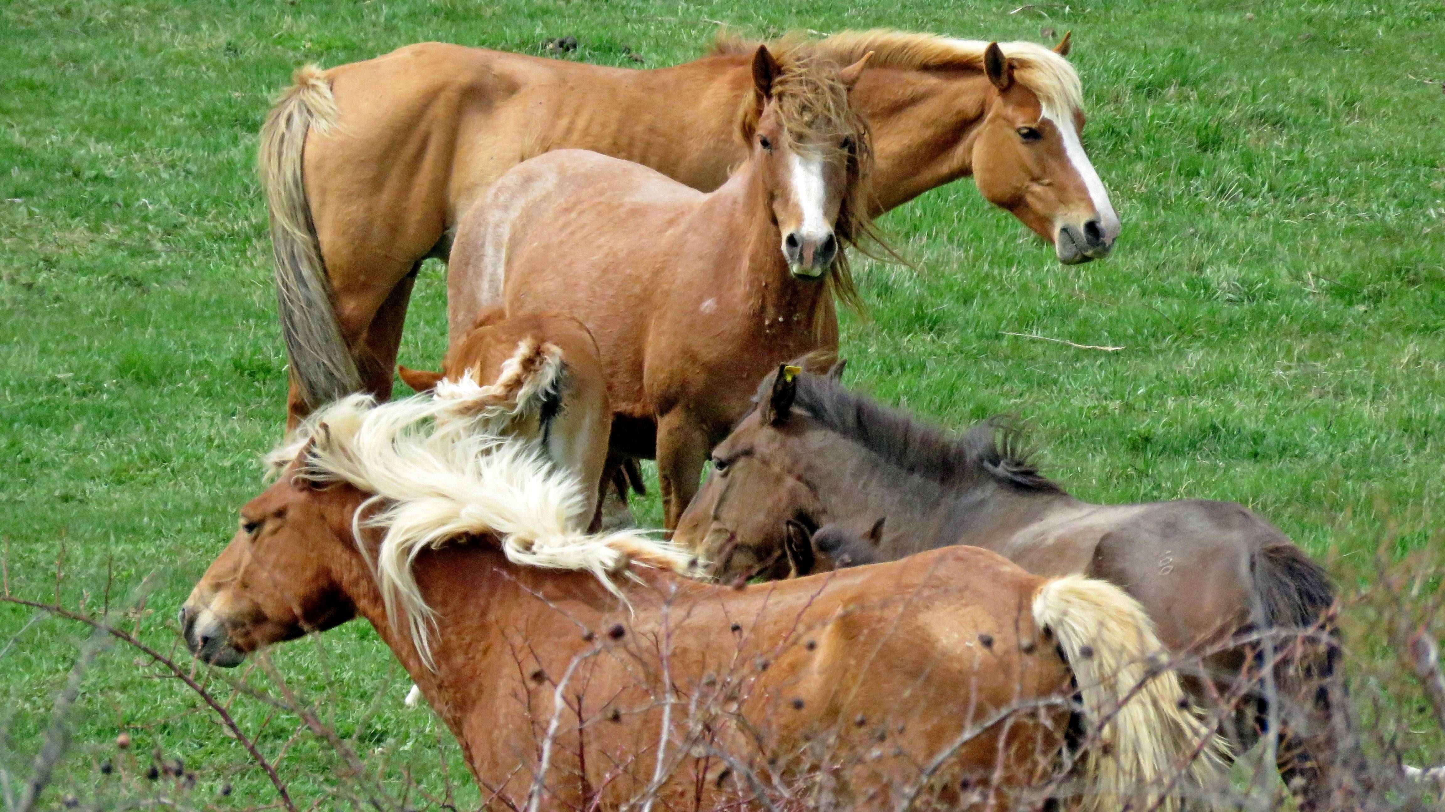 Полудикие лошади Караби.