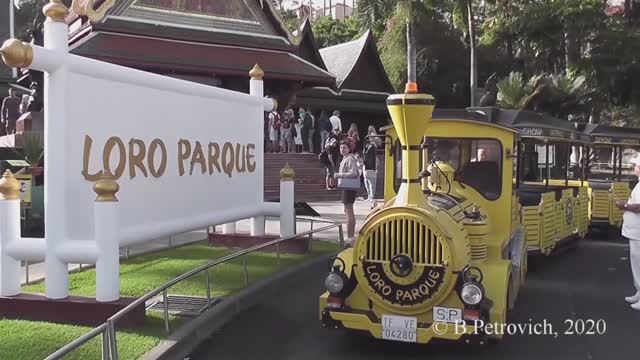 Тенерифе (зима). День четвёртый (Лоро Парк)