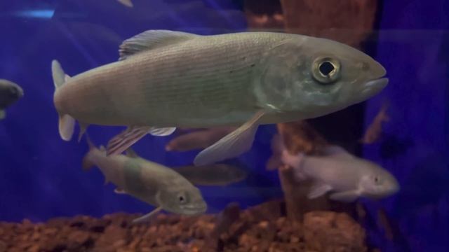 Байкальская нерпа и другие обитатели Байкала (музей в Листвянке)