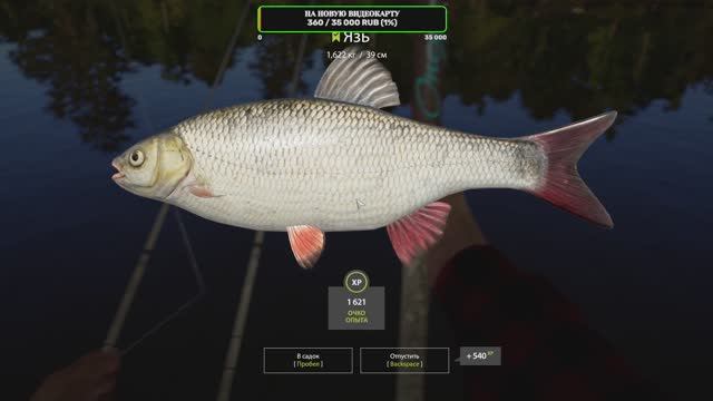 РР4 Комариное. Язь