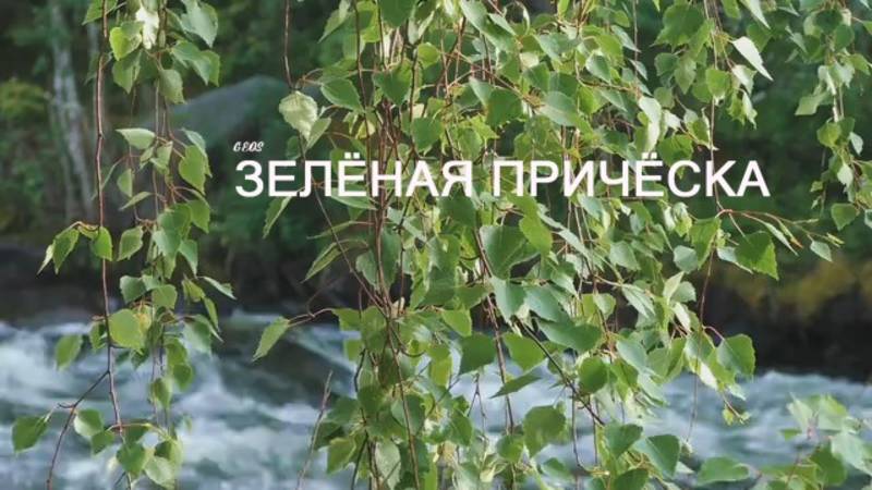 Георгий Шлифер "Зелёная причёска"