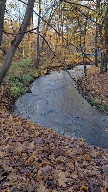 Осень в Центральном парке Калининграда