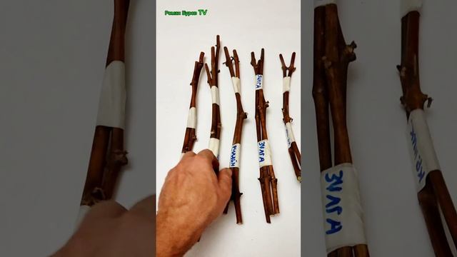 Черенки раннего морозостойкого винограда для выращивания в северных регионах 🍇