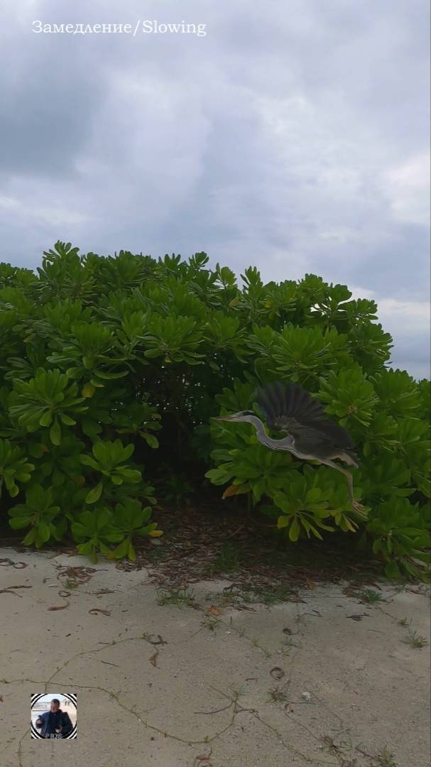 Остров Мееру (Meeru Island), Мальдивы низкий сезон 2025 #мальдивы #мальдивы2025 #цапля #maldives