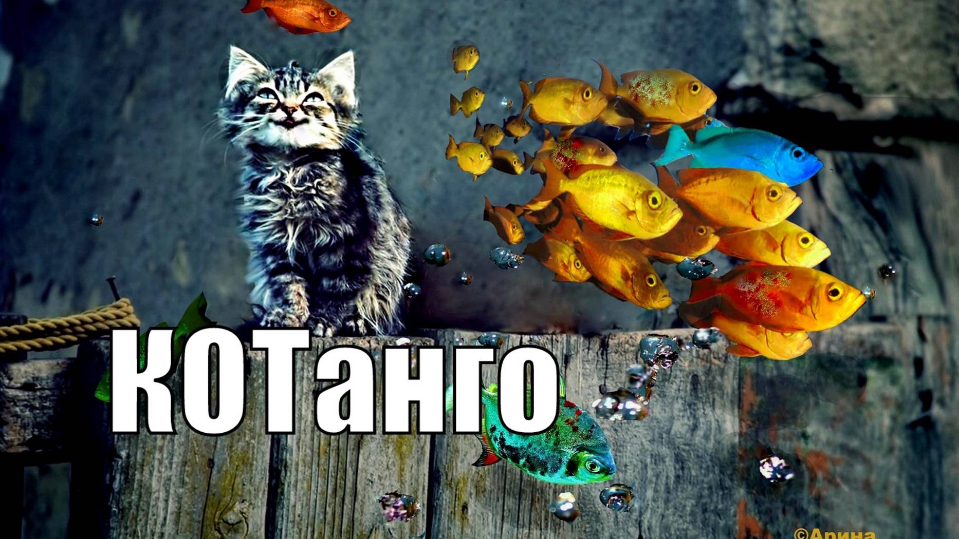 КОТанго Мечты