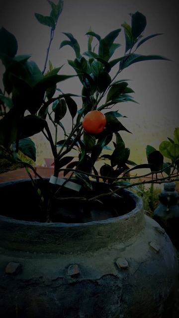 Белая дверь Телеграм