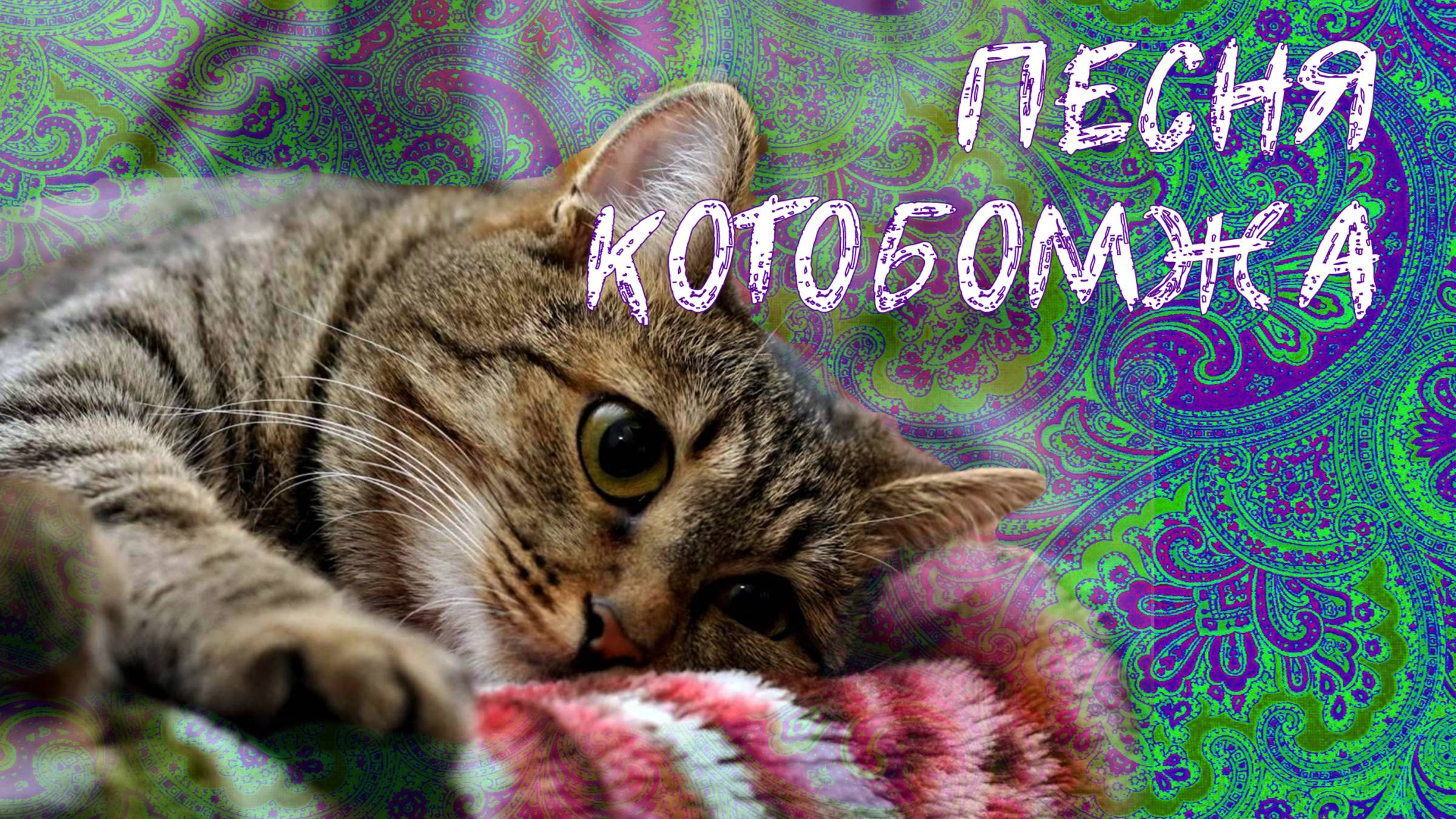 Песня КотоБомжика