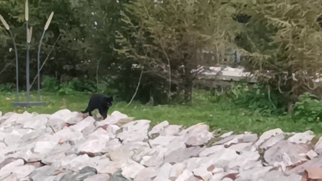 белки лес - осень, радужные оттенки осени