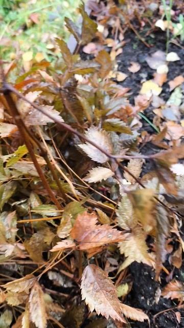 Подрезайте астильбу на зиму.