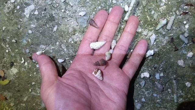 Мелочь расползается (отшельники)  @ Canareef Resort Maldives,  2022