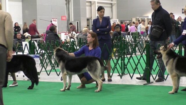 Калужский Витязь Леофан