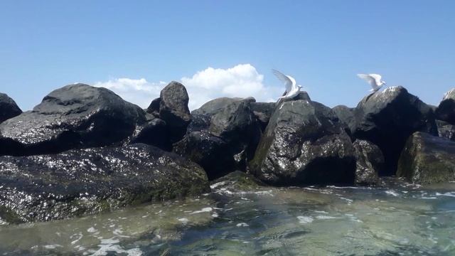 Крачки на  мальдивах (Terns Sterna sumatrana) @ Canareef Resort Maldives, 2022