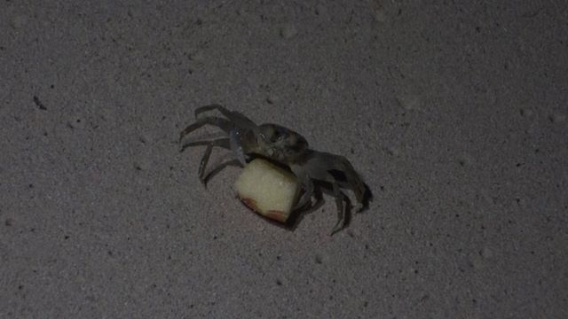 Краб с яблоком  @ Canareef Resort Maldives,  2022