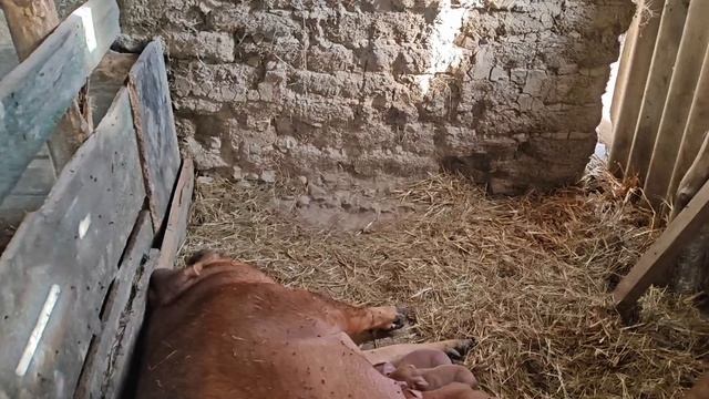 Ура, друзья, у нас пополнение — поросята.