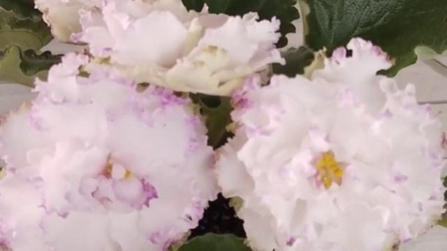 Фиалочка Фея (Дадоян)