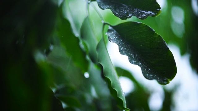 ОТДОХНИ этой зимой под звуки дождя на 100% 🌱 РАССЛАБЬСЯ и почувствуй музыку природы 🌈 ЖИВИ 🙂