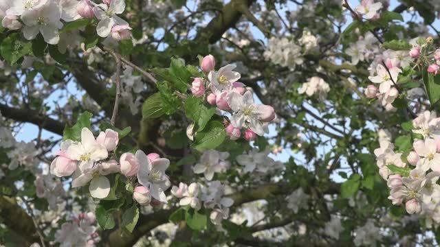 Пусть звучит мелодия души - (Премьера песни 2025, премьера видеоклипа 2025).