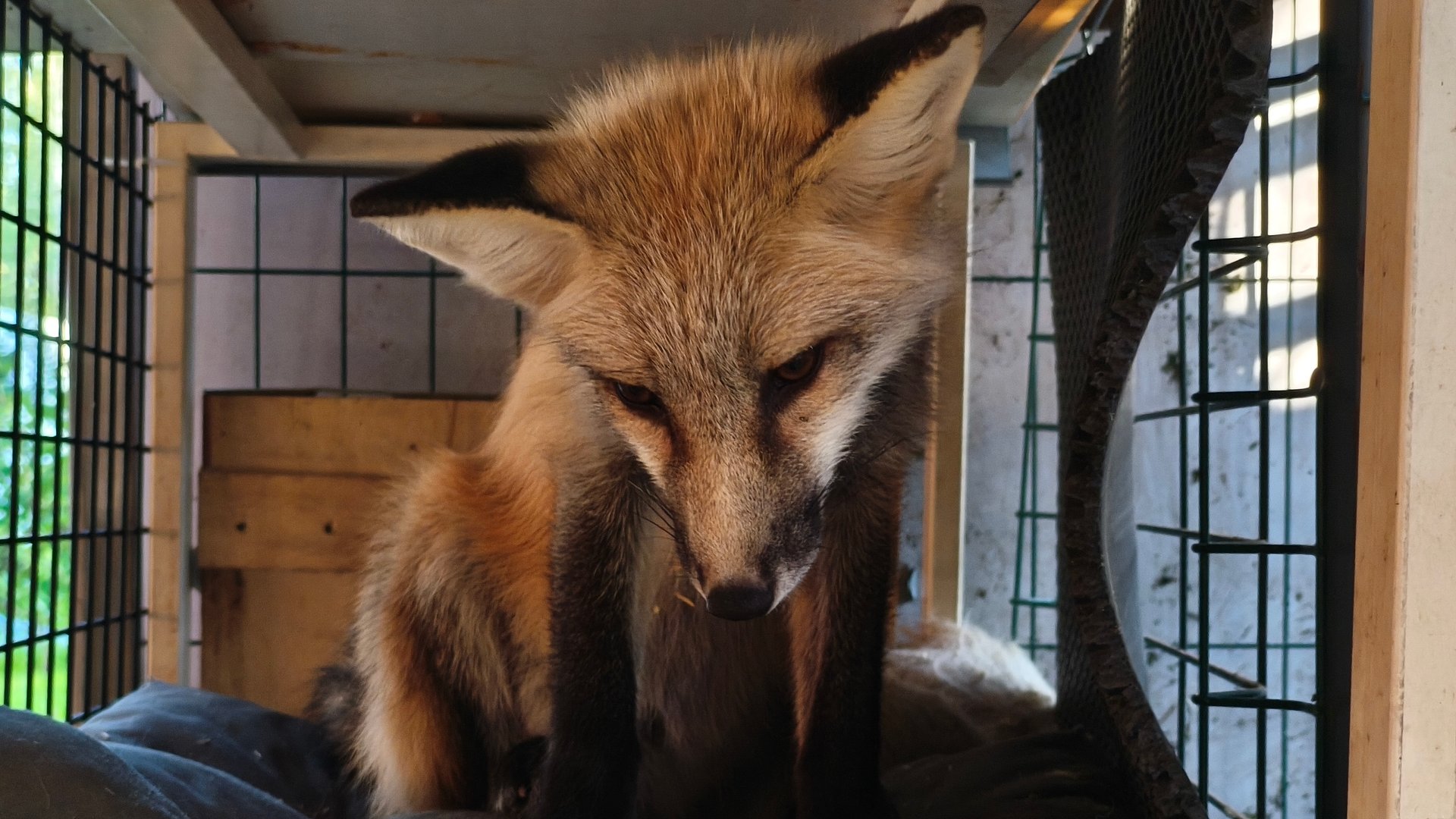 мороз и солце #уралиса