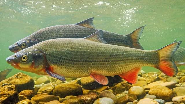 Какие водоёмы предпочитает Обыкновенный подуст (Common nase) — Chondrostoma nasus (Linnaeus, 1758) ?