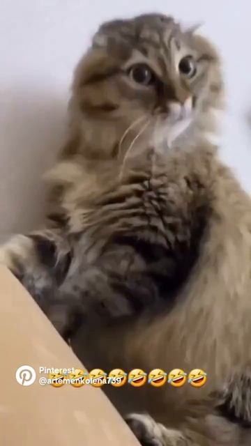 Кот не в себе