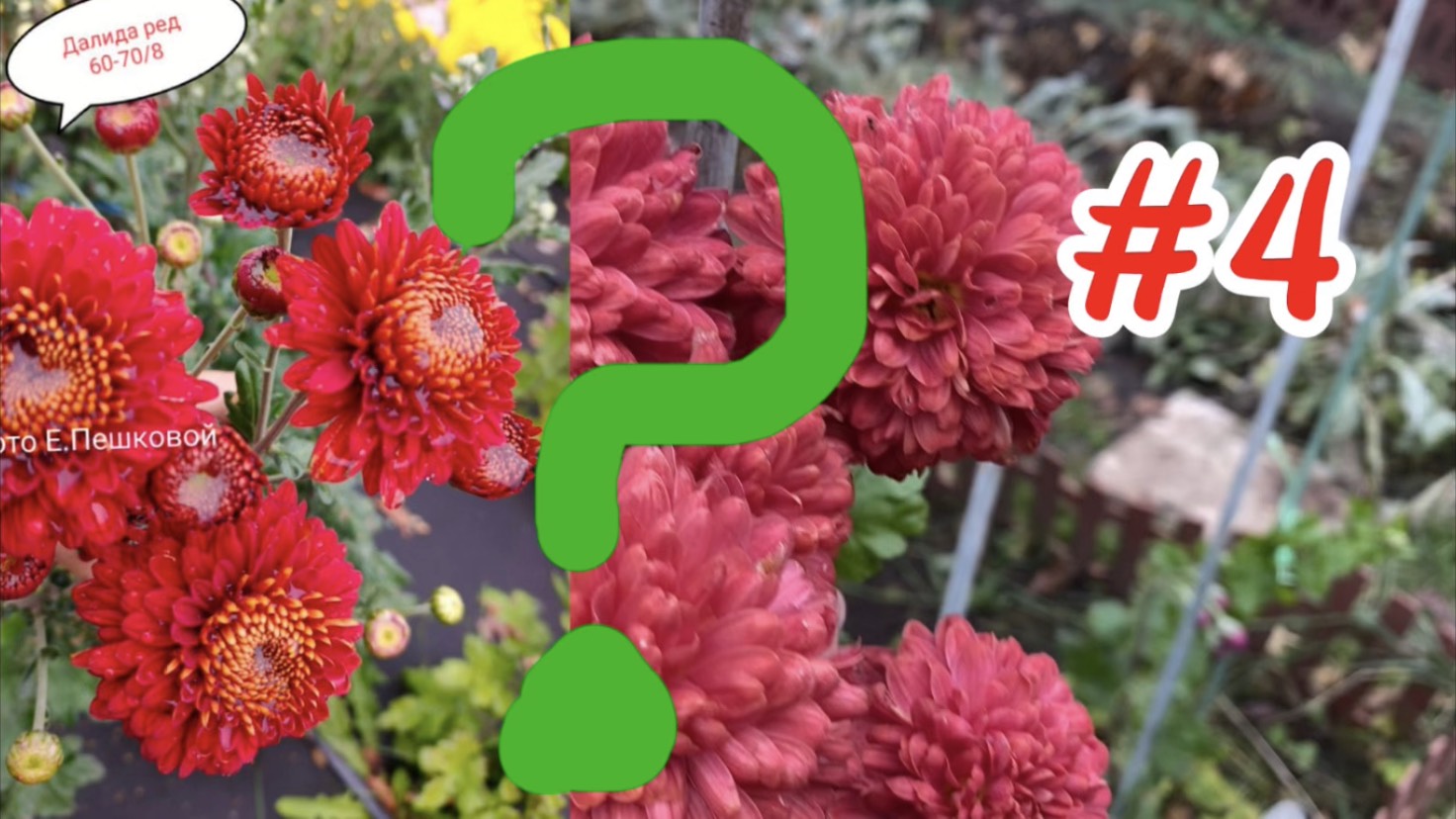 Хризантемы-загадки на моём участке