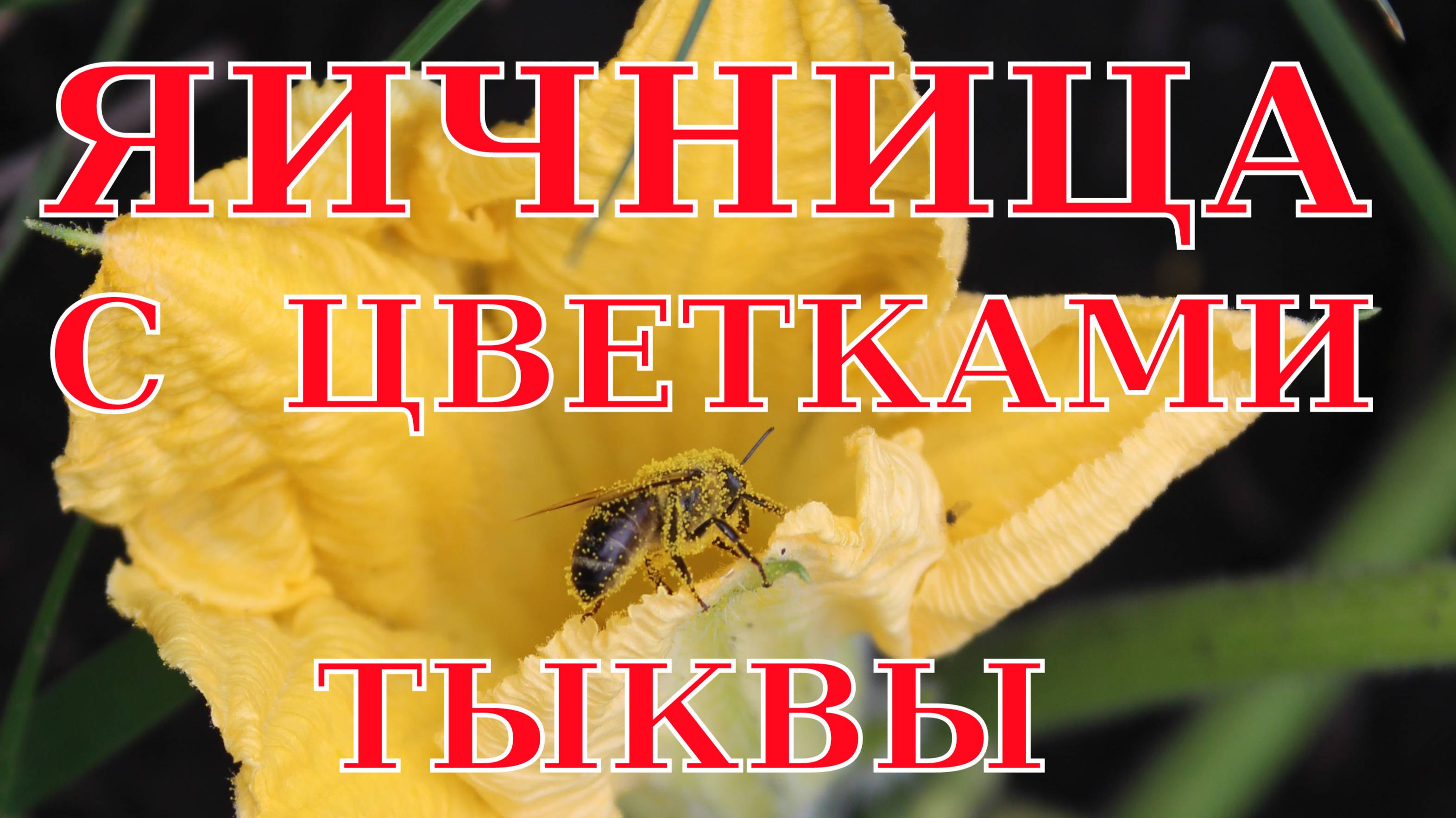 Рецепт яичницы с цветками тыквы. помидорами и кабачками.