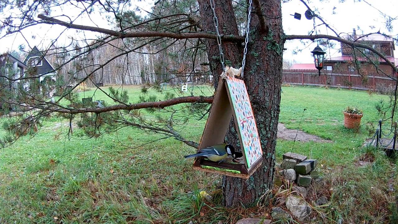 Синица на кормушке.