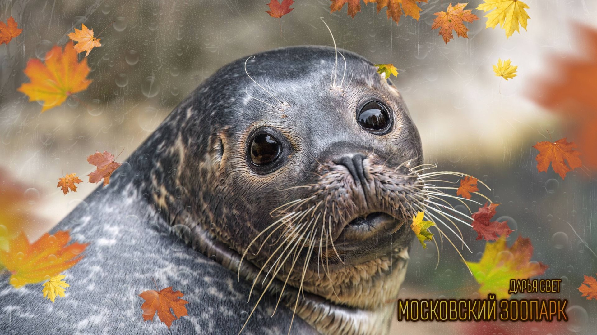 Морж, тюлень и ларга. Ластоногие. Милые пухляши. Московский зоопарк. Осень 2025