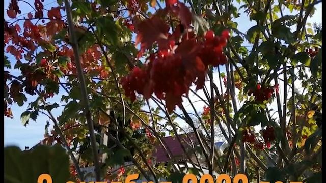 7 соток. Хроника Осень. На даче 2022 год