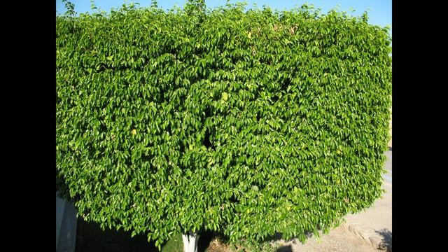 Шарм эль Шейх  30 августа 2009