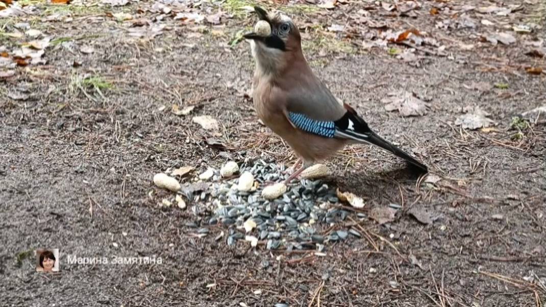 Экотерапия 54 серия.