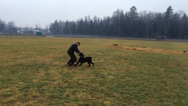 ШАМАН и Ирина