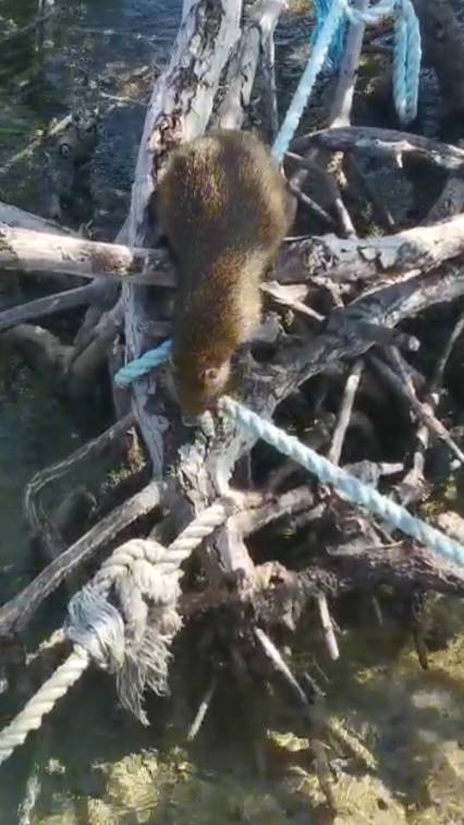 Кубинская хутия